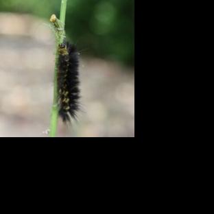 The Great Caterpillar Invasion | Opinion | athensreview.com