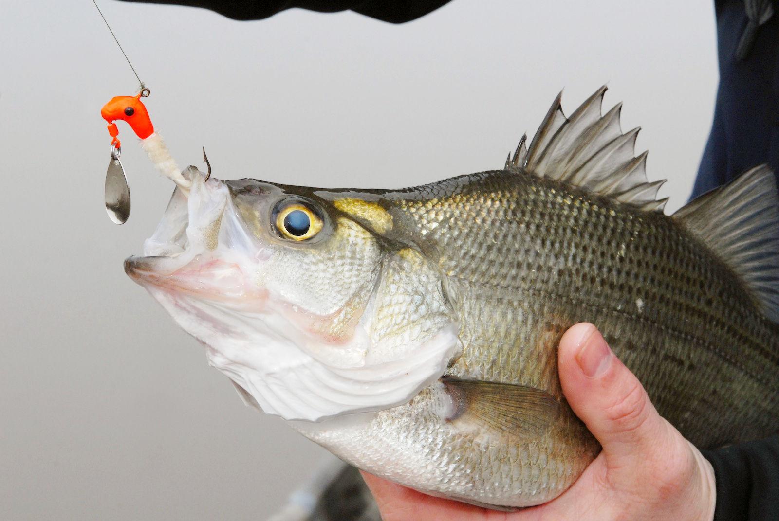White bass season has arrived | Sports | athensreview.com