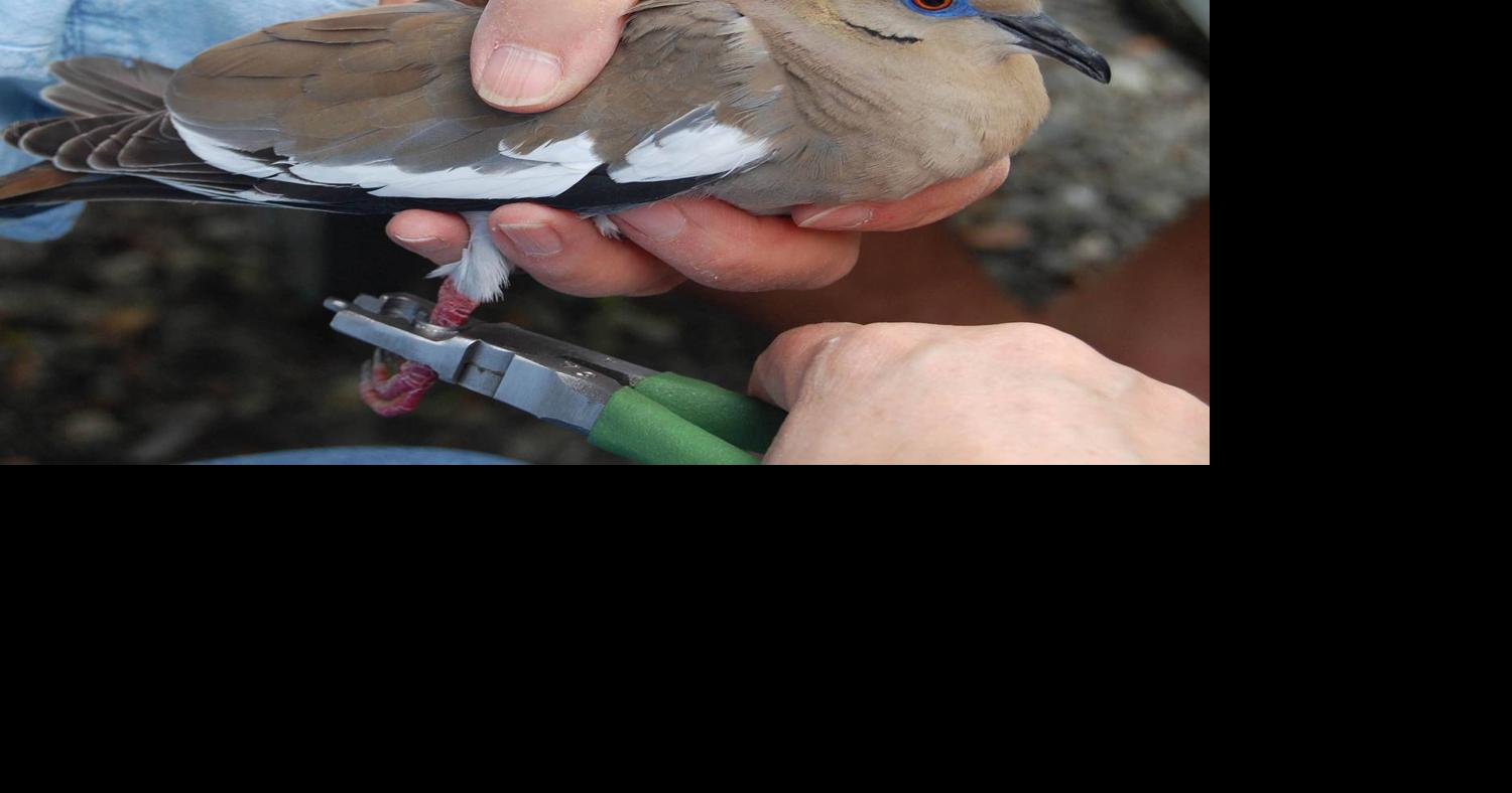 Outdoors: Statewide dove banding underway to monitor populations ...