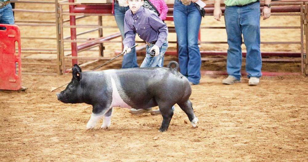 Breeding-hog winners return to top | Local News | athensreview.com