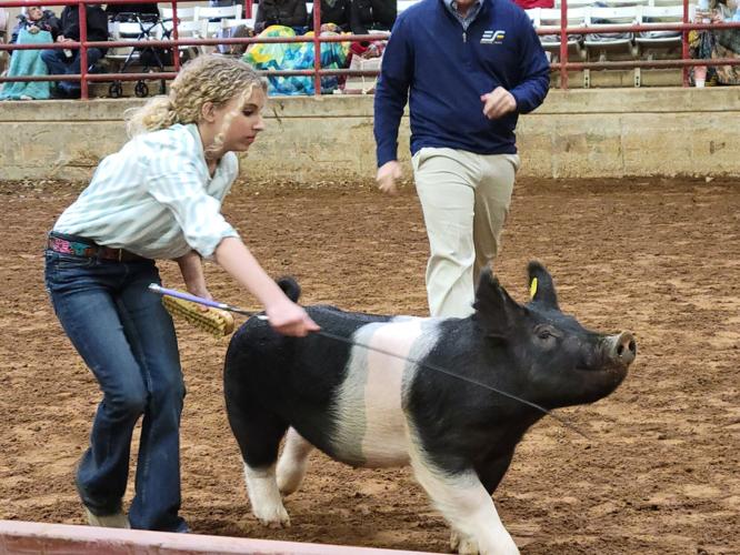 Henderson County Livestock Show gets underway | News | athensreview.com