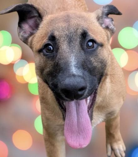 We Wish You Knew: Holidays at the Humane Society of Cedar Creek Lake ...