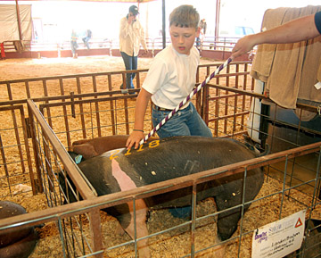 48th Annual Henderson County Livestock Show: Hog heaven | News ...