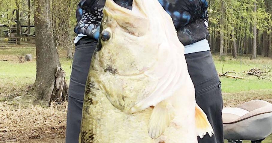 Lake Nac Floater: Whopper found dead reportedly tops 15 pounds on ...