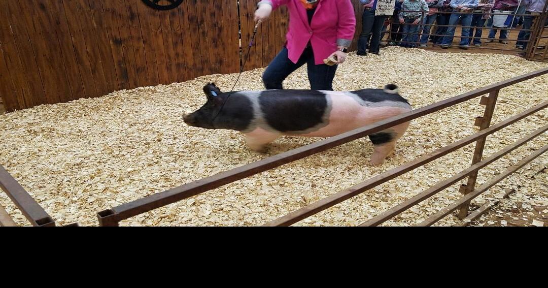 Livestock Show rolls out Monday | News | athensreview.com