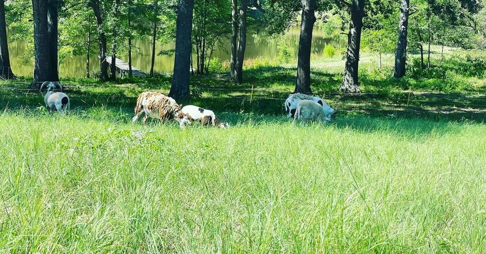 6 Forks Farm to host regenerative farming tour | News | athensreview.com