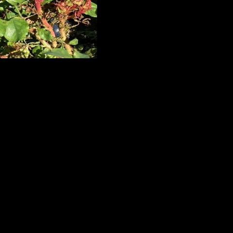 Keep watch for signs of rose virus | Opinion | athensreview.com