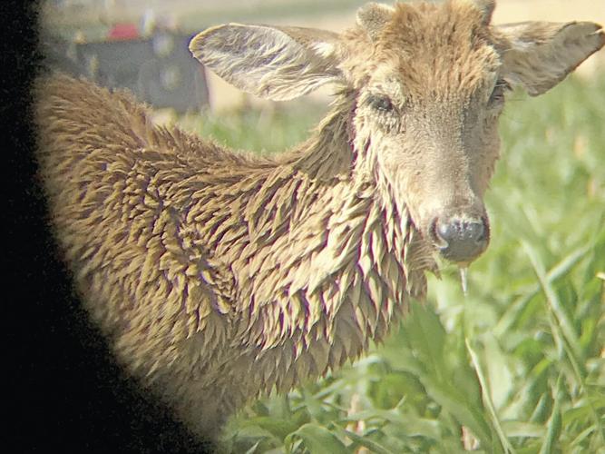 East Texas breeder, TPWD clash on the fate of 500 white-tailed deer ...