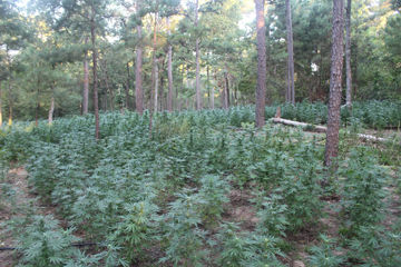 Massive marijuana growth discovered in Henderson County | Local News ...