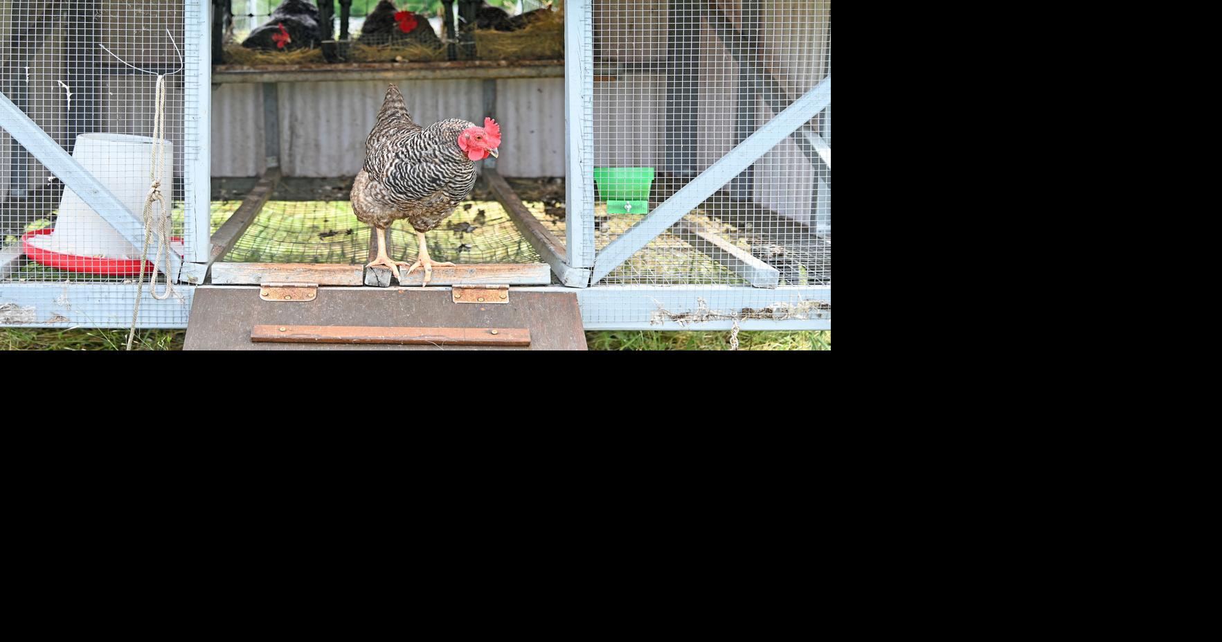 Penny's Pastured Poultry offers pasture raised broilers, eggs | News ...