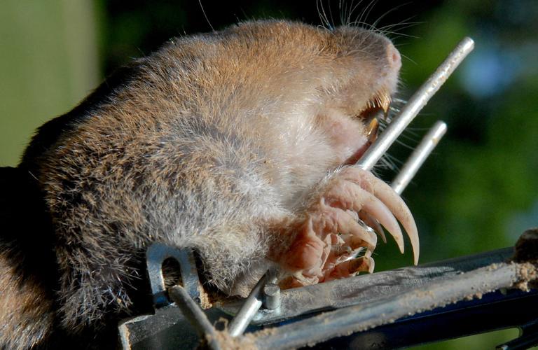 OUTDOORS: Gophers can cause serious problems if allowed to get out of ...