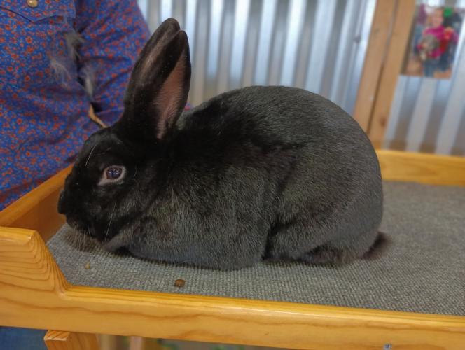 No-name rabbit from Brownsboro wins Best of Breed at HC Livestock Show ...