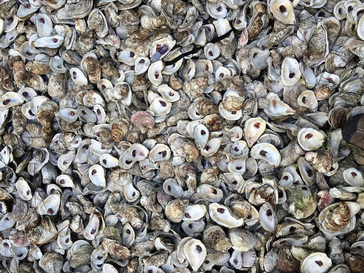 Hard Rock announces new oyster shell recycling program | Arts and ...
