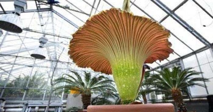 Cornell University hosts rare flowering of a pungent 'corpse flower'