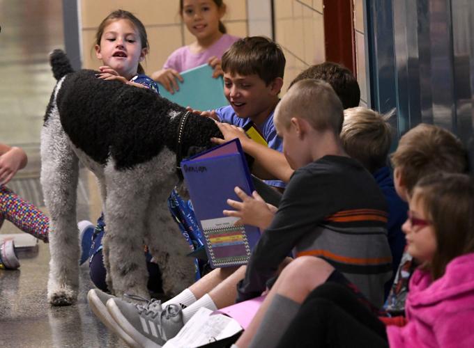 A helping paw: Dogs help students relax, behave at Southern Cayuga schools