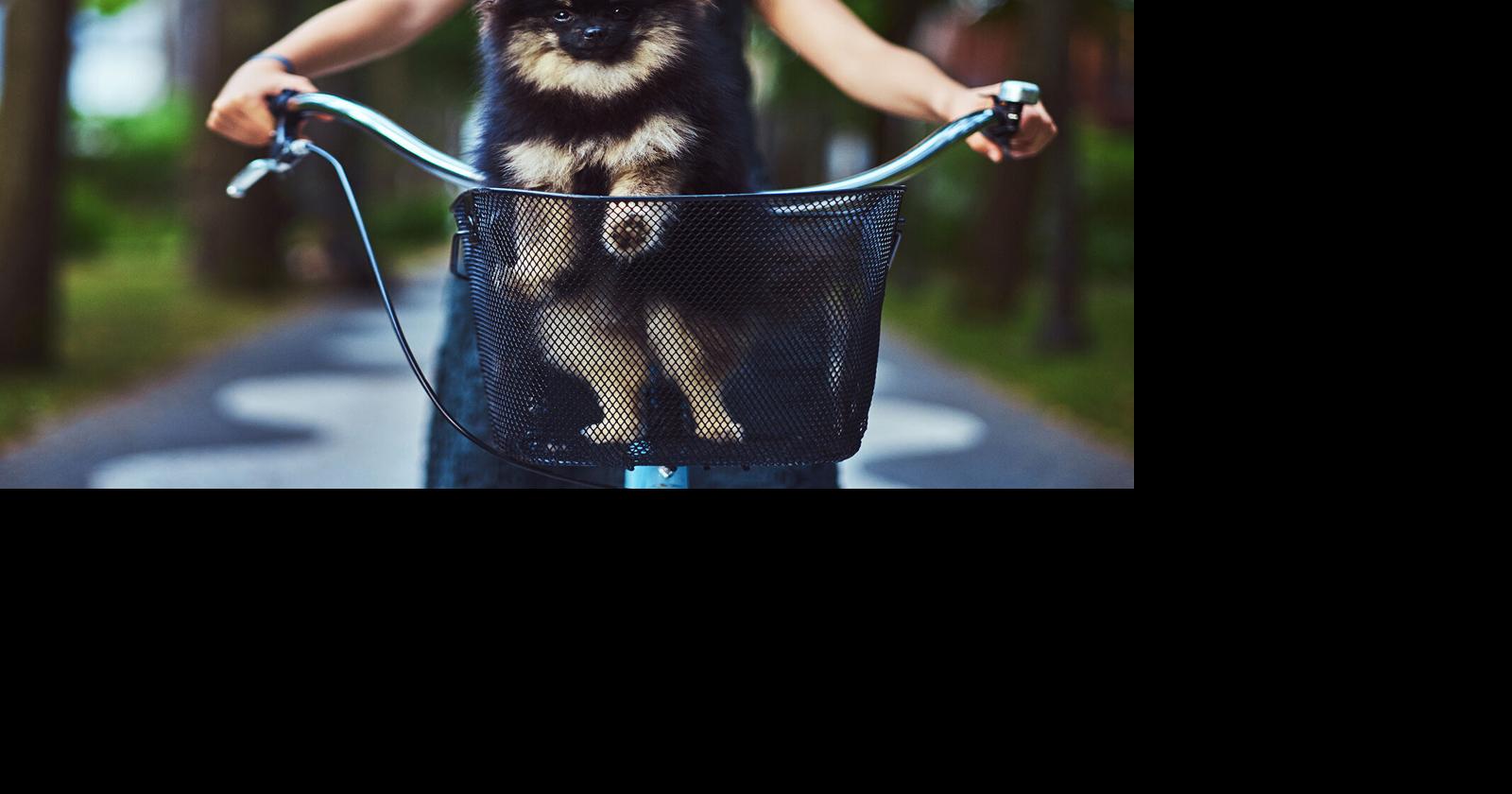 Selecting a dog breed for your lifestyle: The AKC offers tips on how to ...