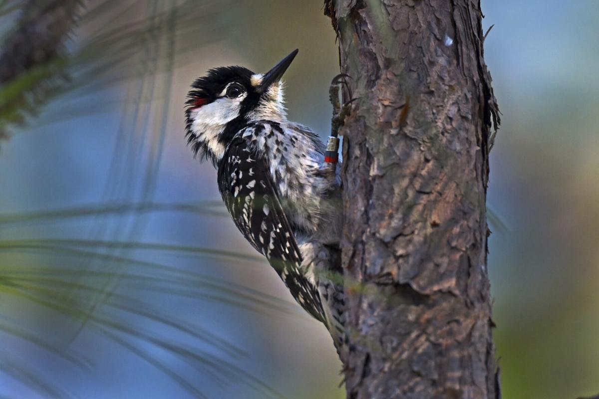 How woodpeckers are built for drilling into trees (Eco Talk)