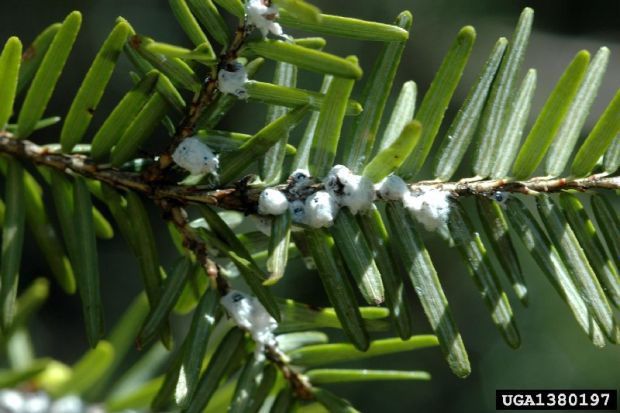 Eco Talk: Hemlock wooly adelgid a threat to our landscape