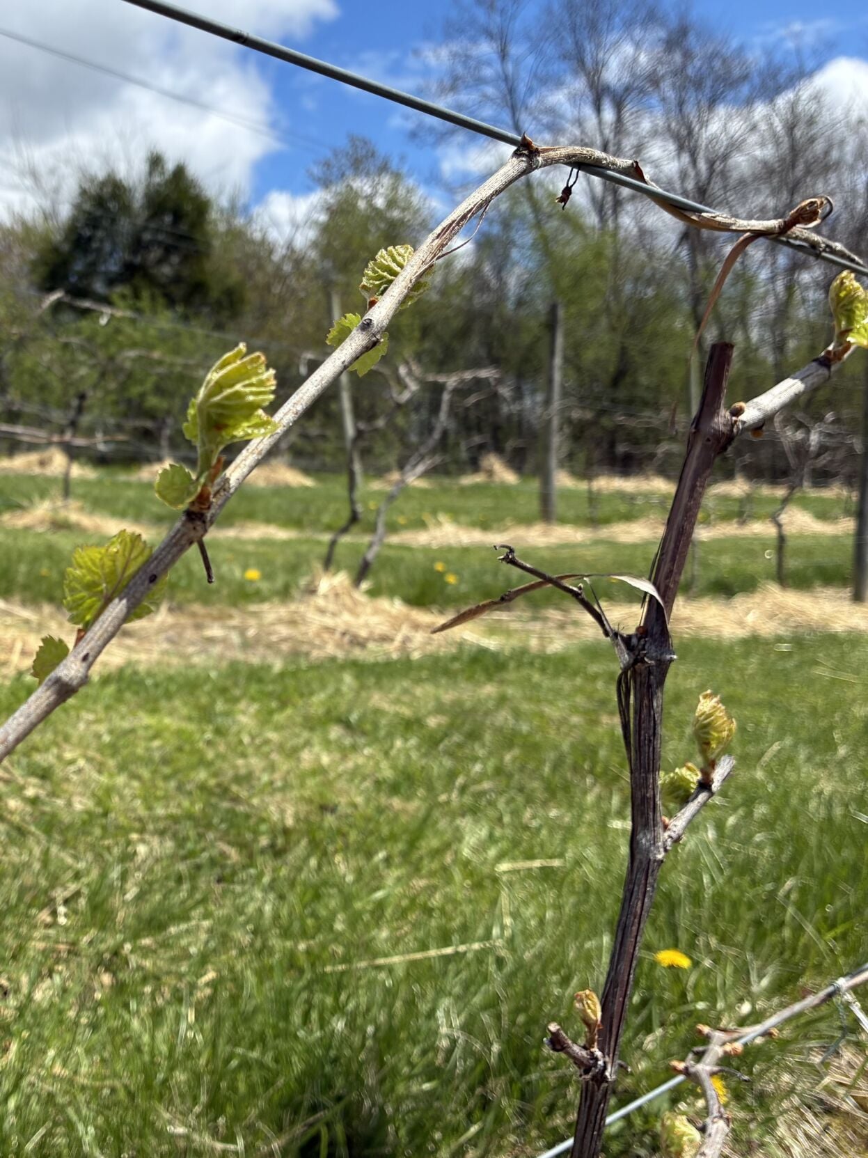What will roller coaster spring mean for Finger Lakes wine?