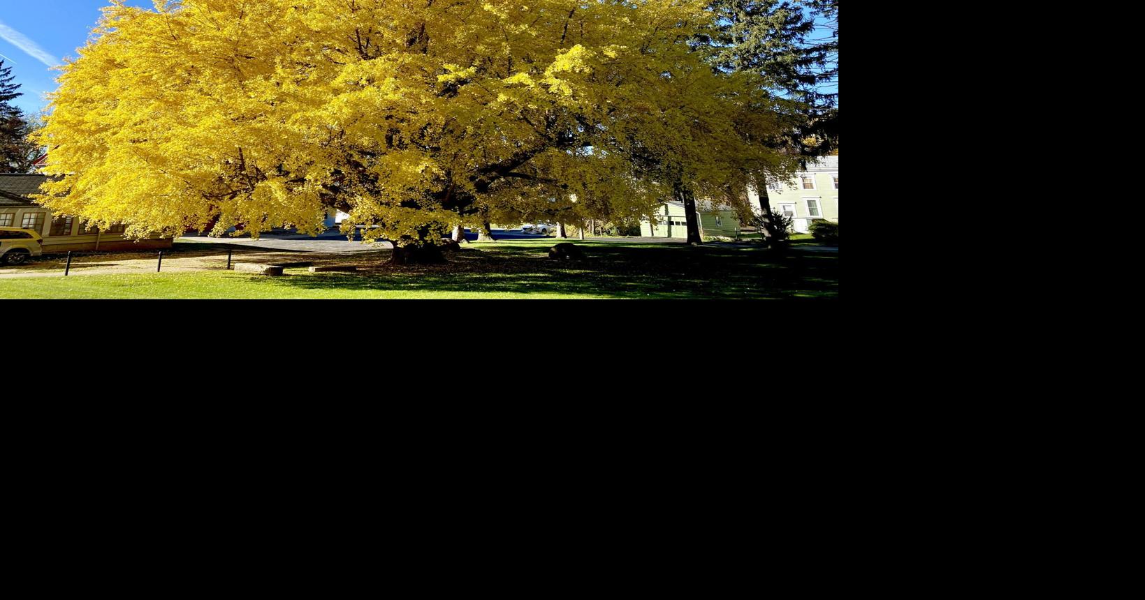 Auburn a good home for the largest ginkgo tree in NYS