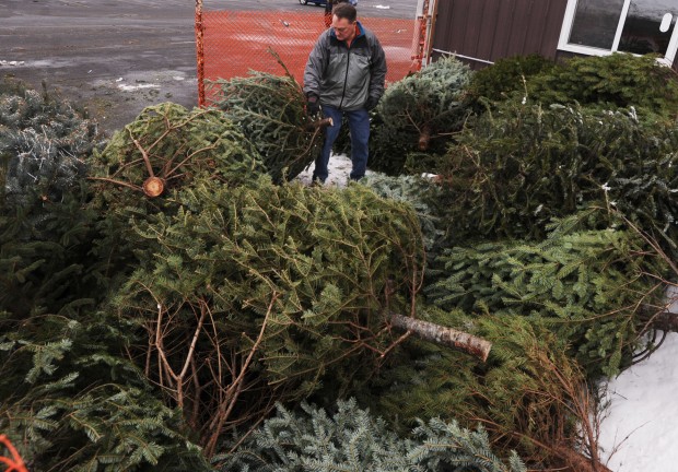 A green exchange: Residents trade Christmas trees for saplings in Sennett
