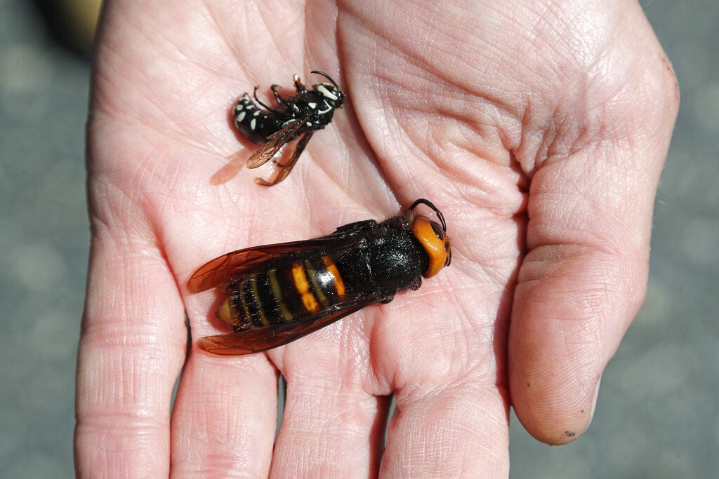 Eco Talk: About the Asian giant hornet