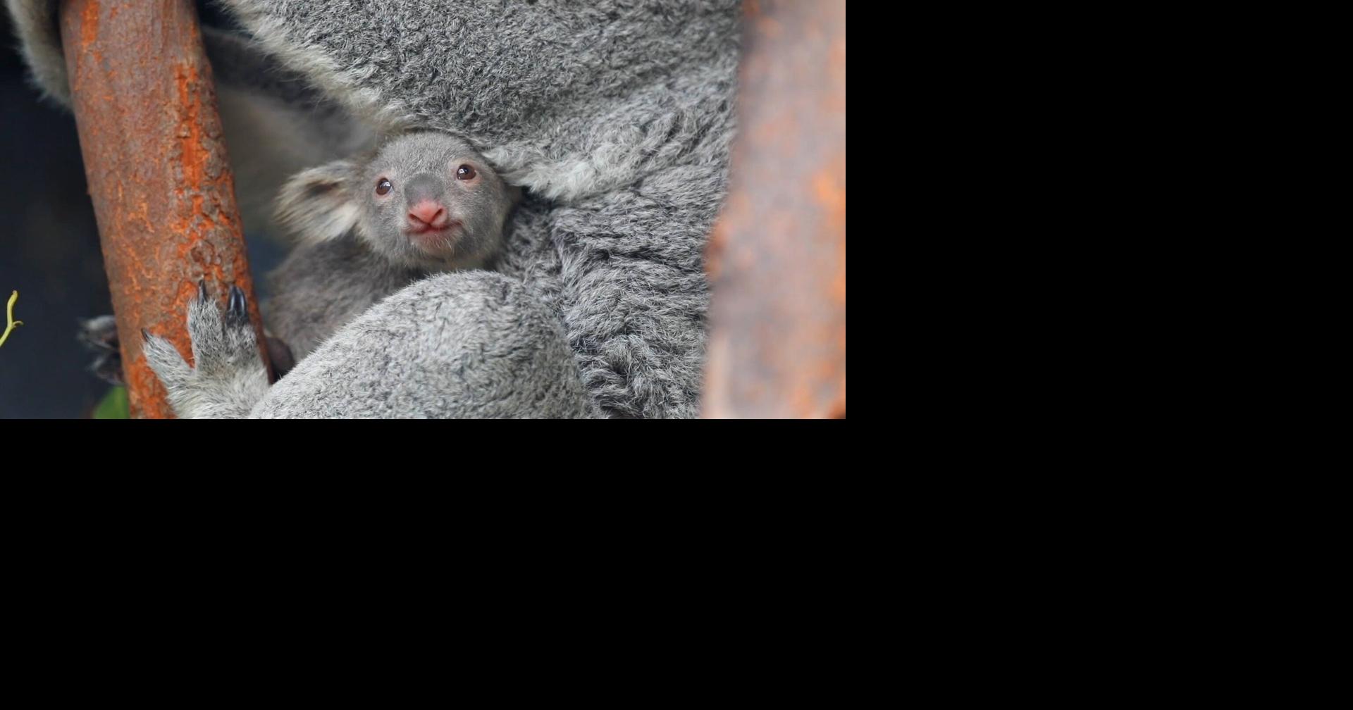 does koala has pouch