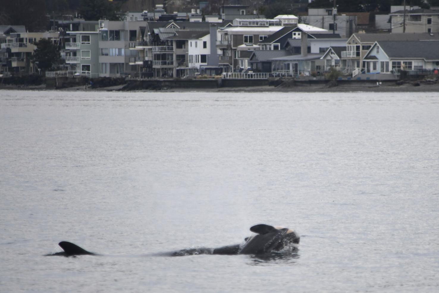 Orca mother carries another dead calf