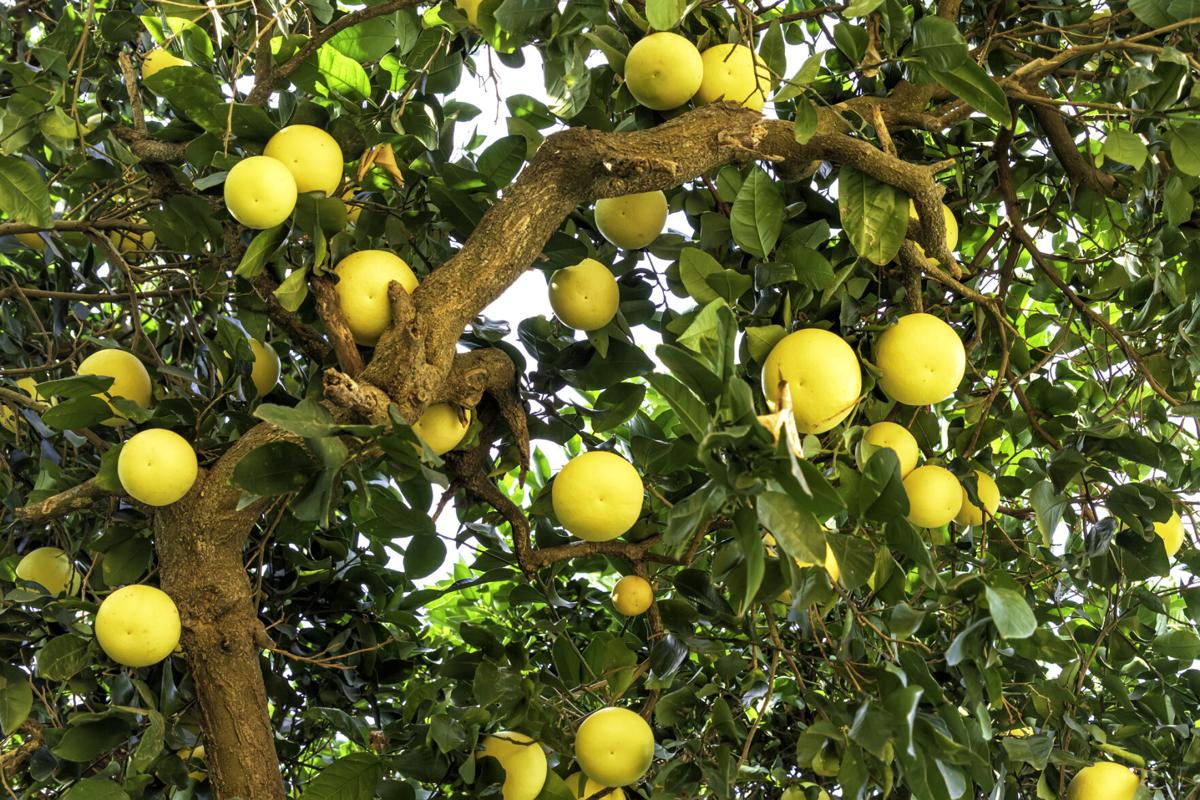 Cosentino: Grapefruit is good for your health and your yard