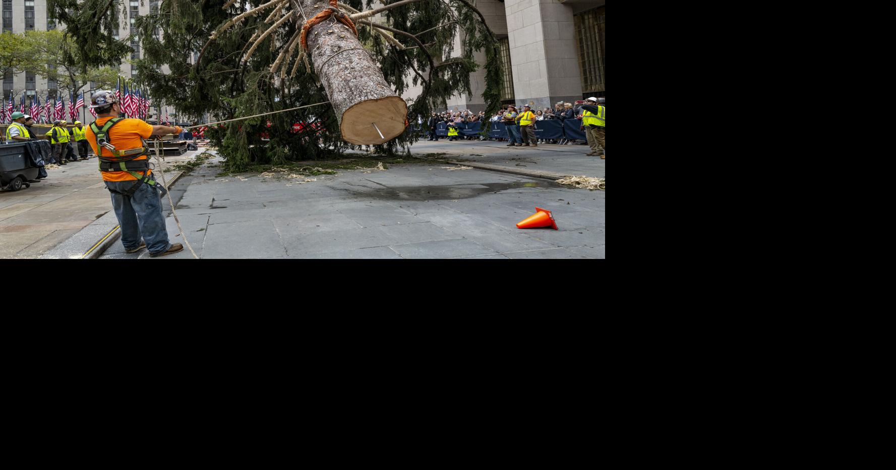 Holiday arrival: Rockefeller tree ushers in Christmas season
