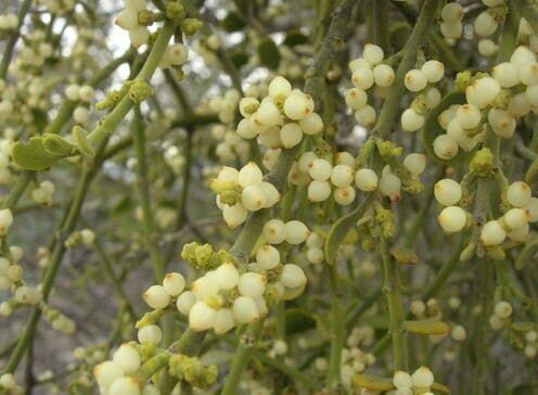 Eco Talk: The origins of mistletoe and its myths