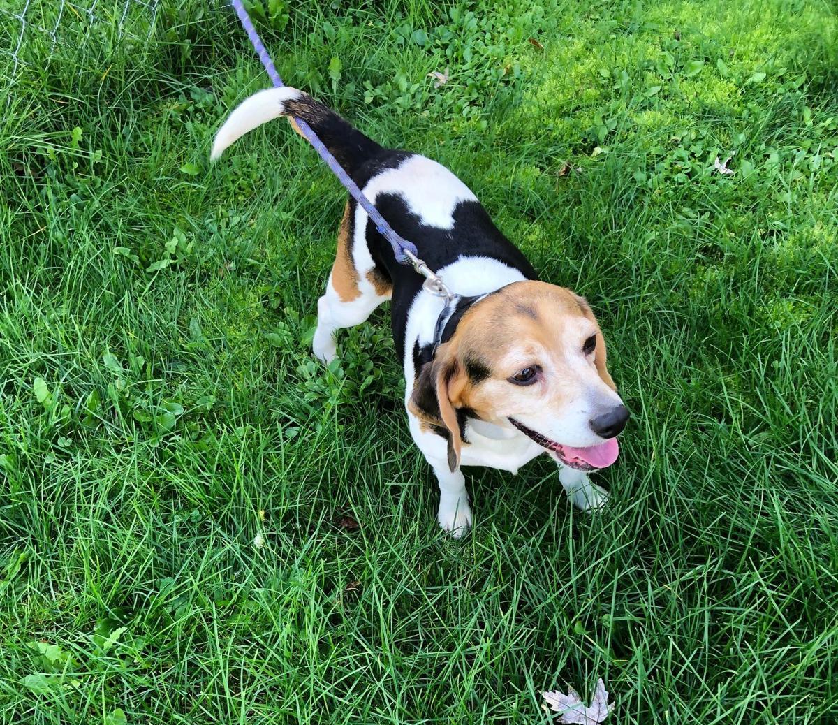 Finger Lakes SPCA: Beagle Reese wants to be a piece of your family