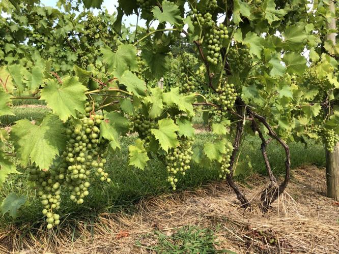 In Finger Lakes vineyards, spotted lanternfly sparks worries