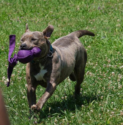 Finger Lakes SPCA: Young pit bull Piper still waiting for a new home