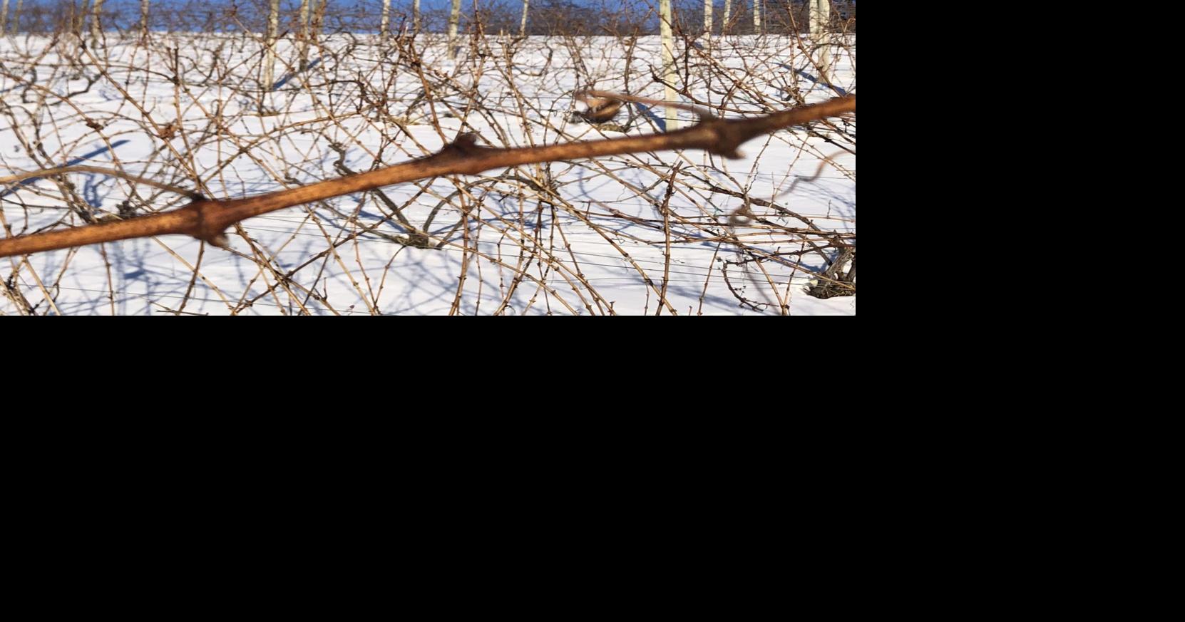 Finger Lakes Wines and Grapes: Measuring how grapevines survive cold