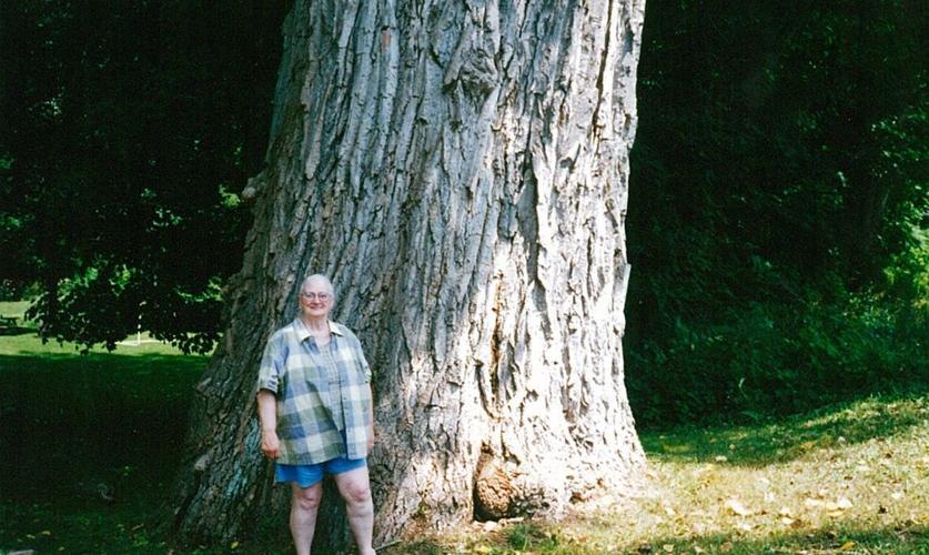 Smith-Moore: Does Moravia have the state's tallest cottonwood tree?