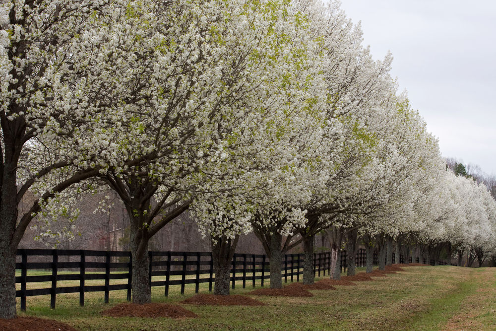Eco Talk: Why, and how, to get rid of these smelly pear trees