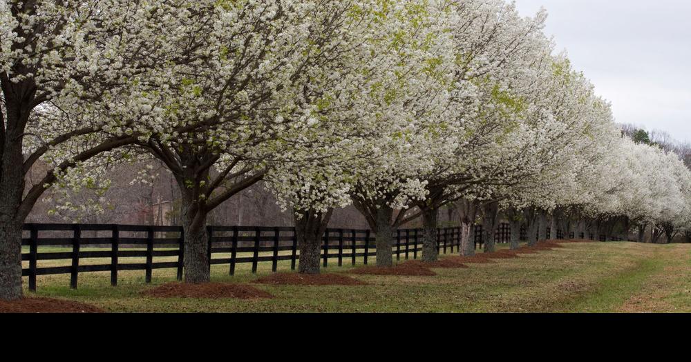 Eco Talk: Why, and how, to get rid of these smelly pear trees