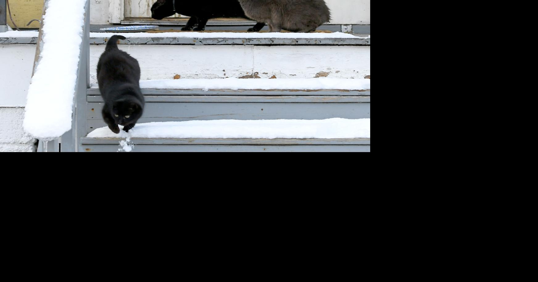 Maurillo: How to help the Auburn group addressing cat overpopulation