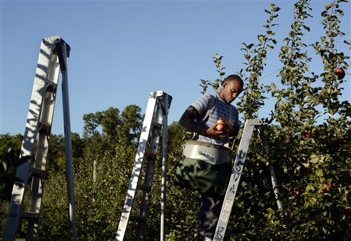 AP Gallery: Cornell research orchard seeks the perfect apple | Photo ...