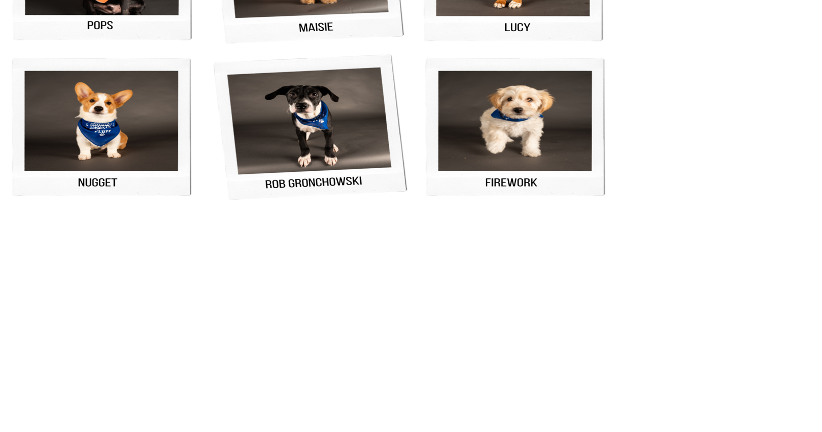 Team Ruff vs Team Fluff: Meet the starting lineup of the 2022 Puppy Bowl