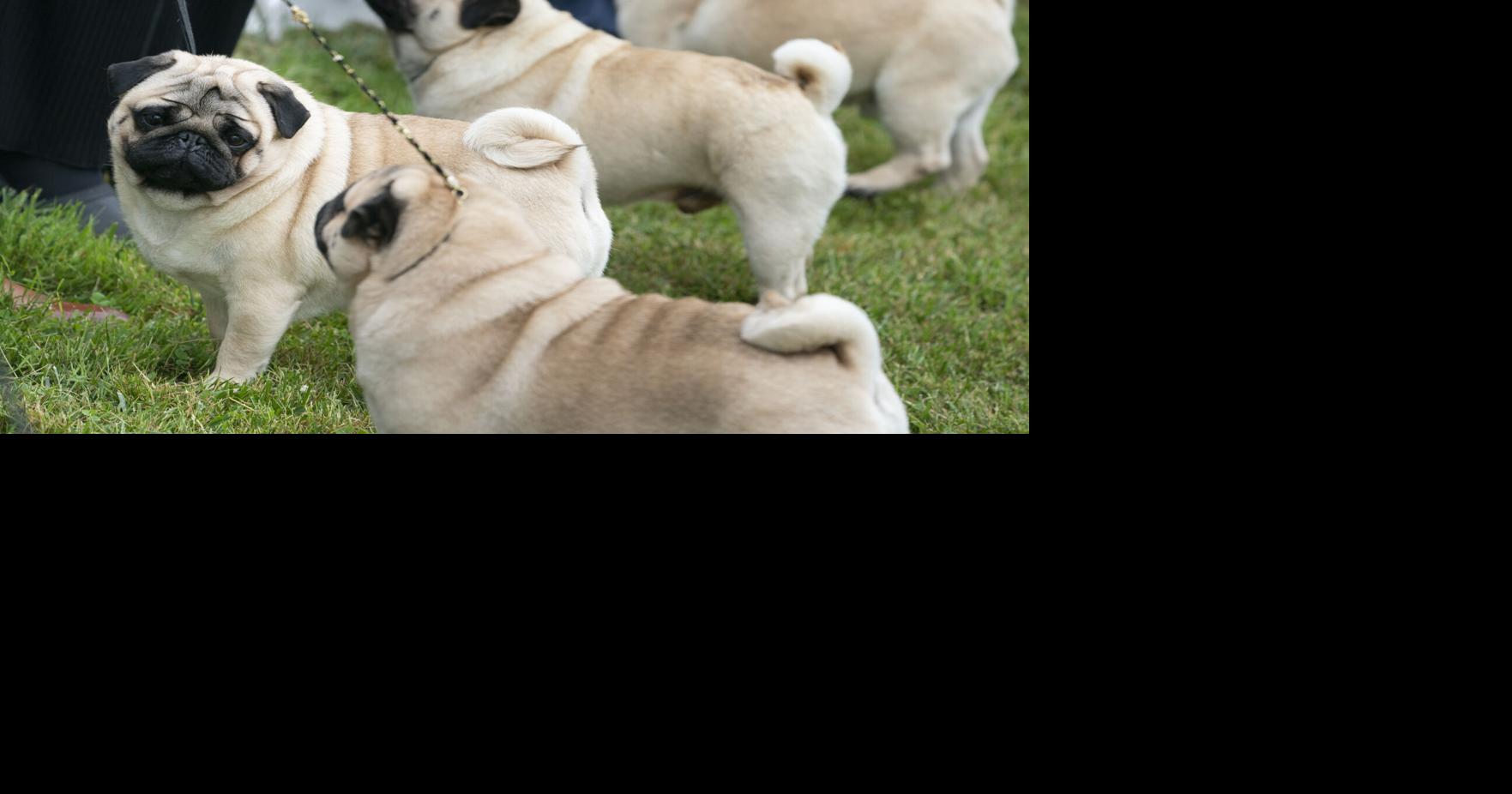New 50% tariffs on goods from Brazil; PETA sues American Kennel Club ...
