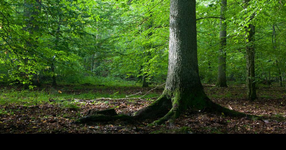 Arbor Day tree, plant sale taking place in Aurora