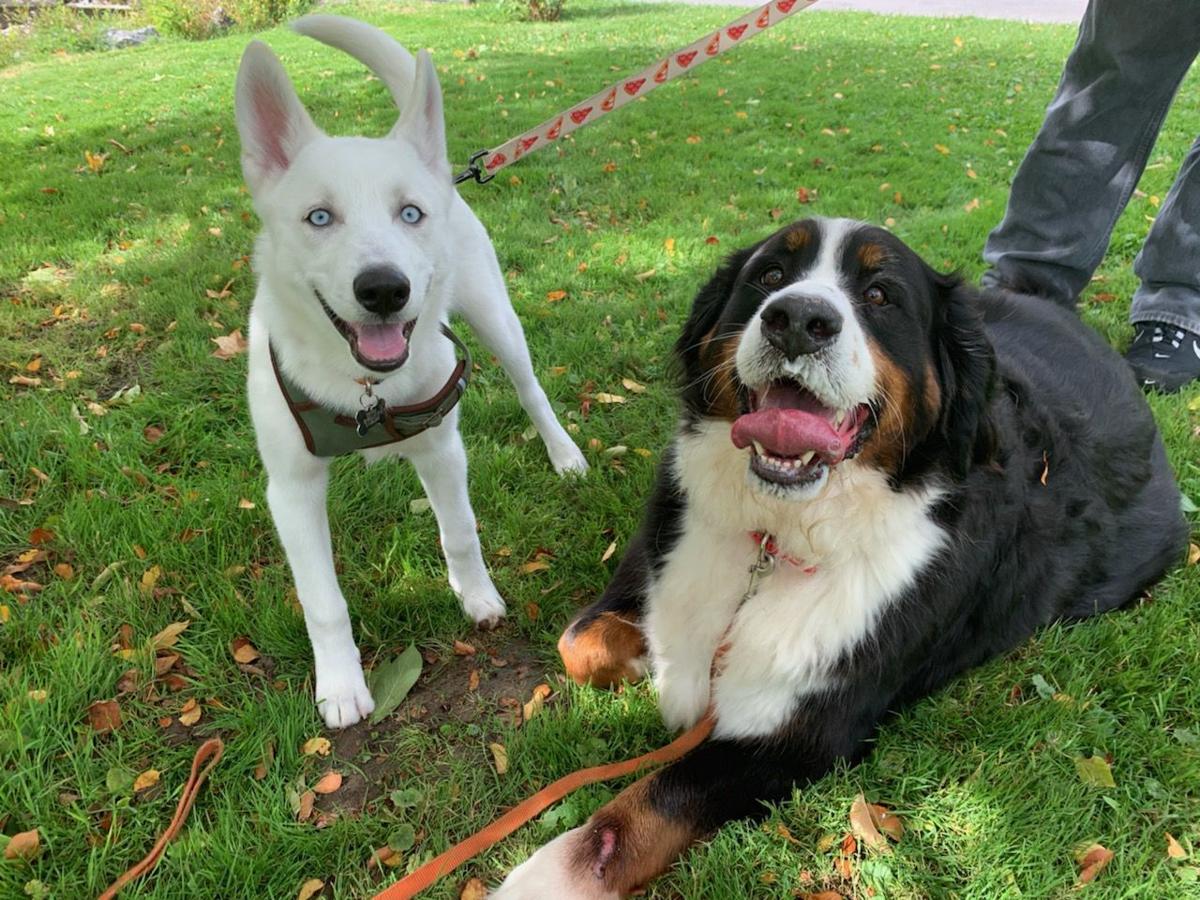 Meet the dogs marrying at annual Pup Nup in Auburn
