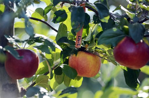 AP Gallery: Cornell research orchard seeks the perfect apple | Photo ...