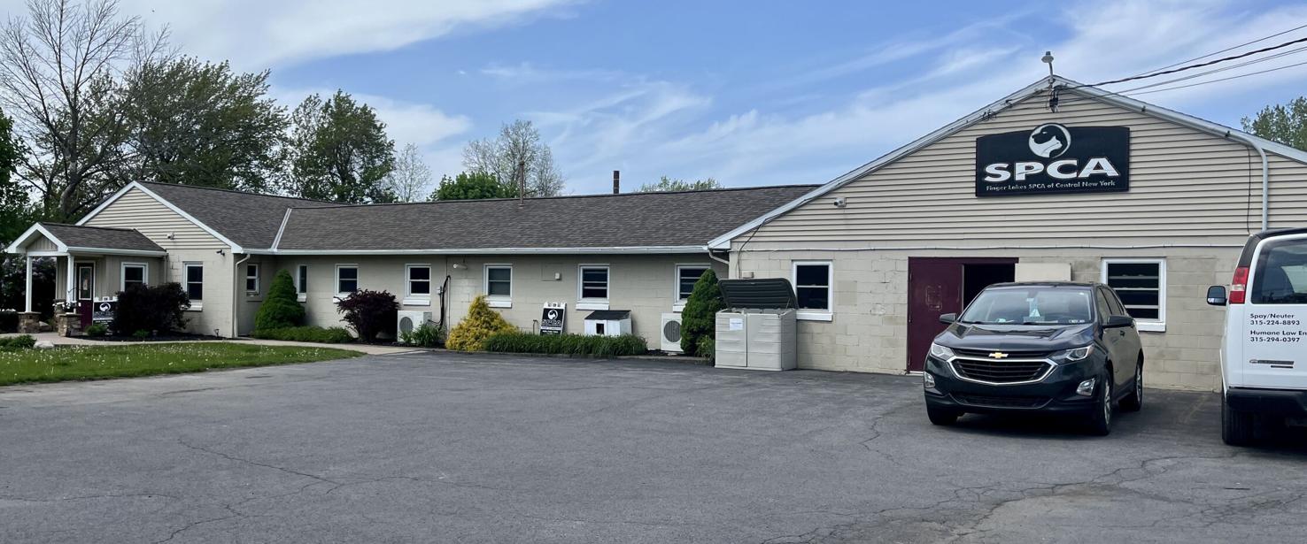Finger Lakes SPCA of CNY offering cat adoption special