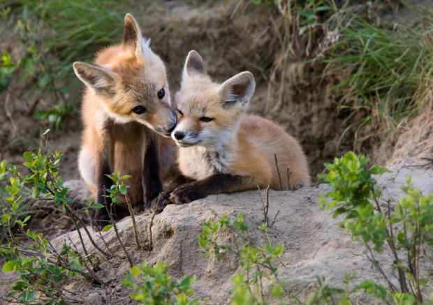 Eco Talk: Fox activity among the signs of spring