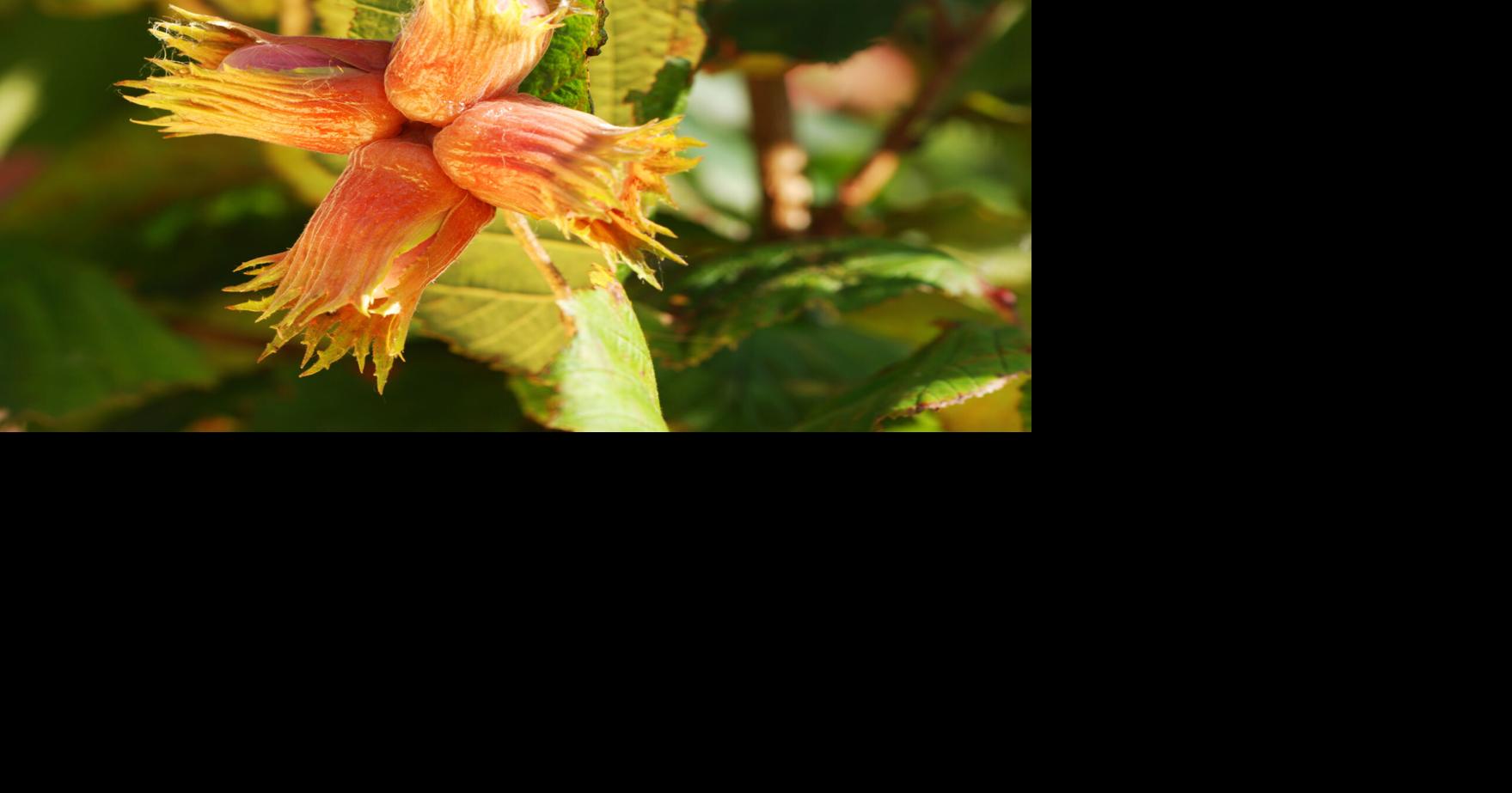 Eco Talk: The benefits of chestnut, hazelnut trees as climate changes