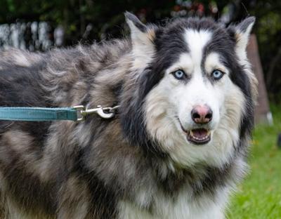 Finger Lakes SPCA: Husky mix Baylee is a beauty