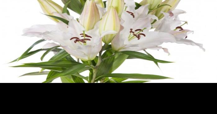 Maurillo: Lilly toxicity can threaten a pet's life